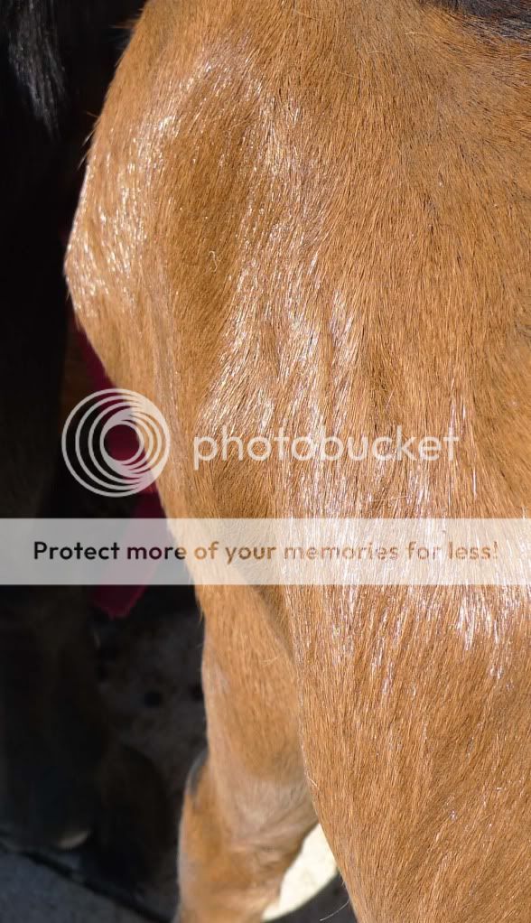 Growth or cyst on side of goat? | Homesteading Forum