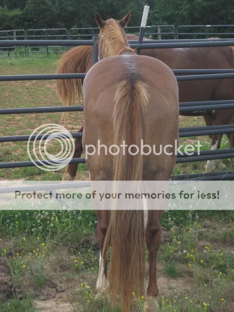 Your secrets to growing long manes and tails? | The Horse Forum