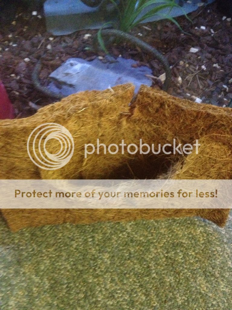 Quick how to create pockets in coco fiber panels | Reptile Forums