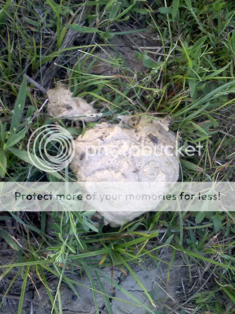 Why Is My Calf Pooping White at Carol Freda blog