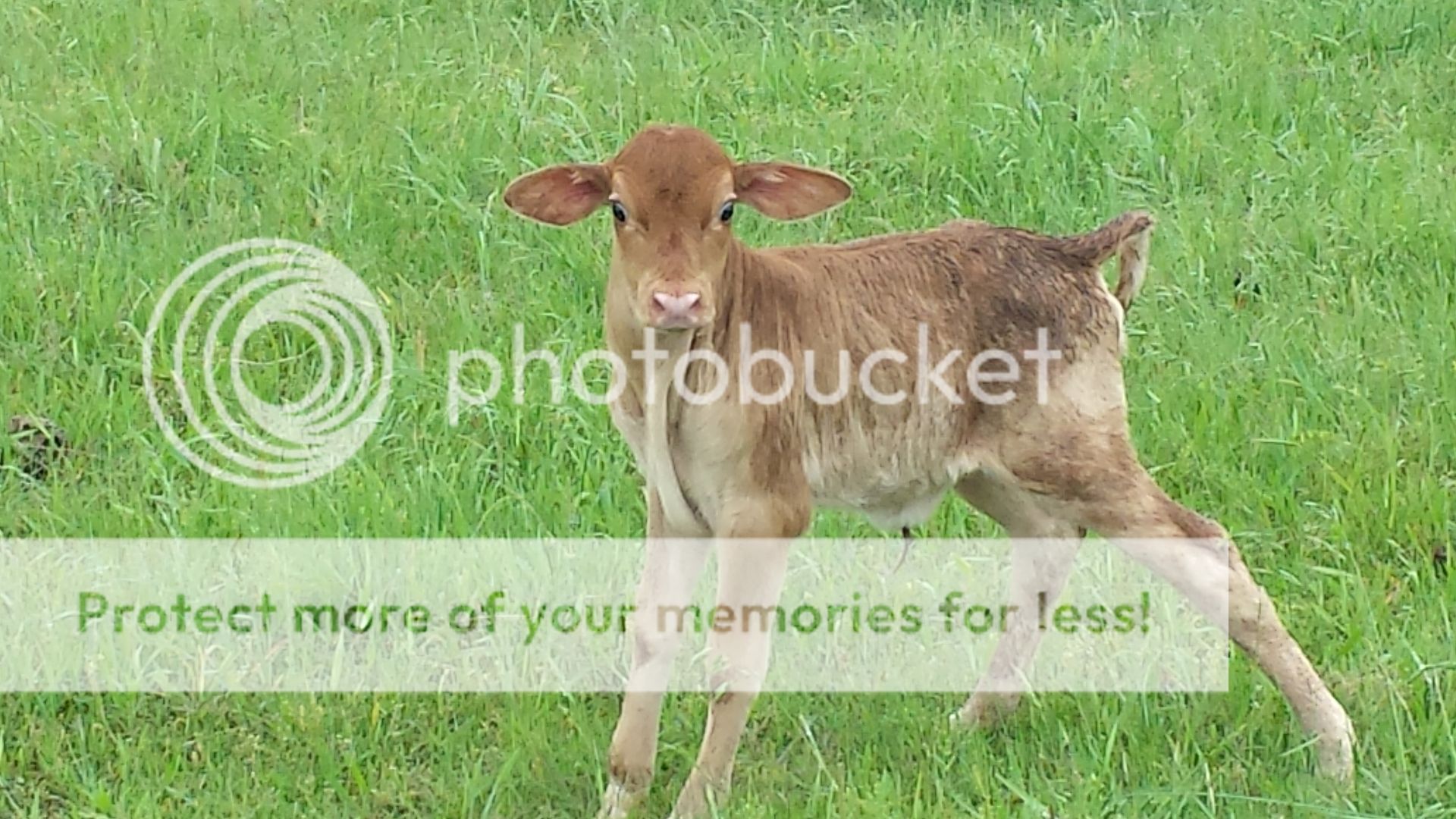 ugly calf - CattleToday.com